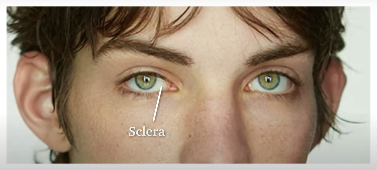 10 Most Important Facial Features Of Attractive-Looking Faces. Clinic ...